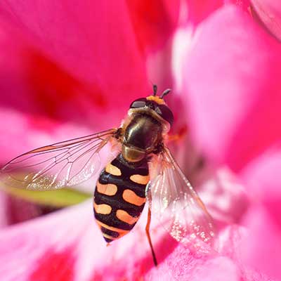 Entomology Research Group - Quest International University